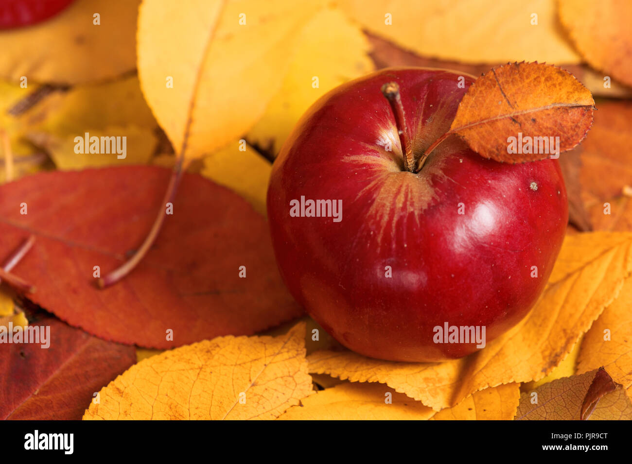 autumn harvest - one red apple is on fallen yellow leaves. Perfect ...