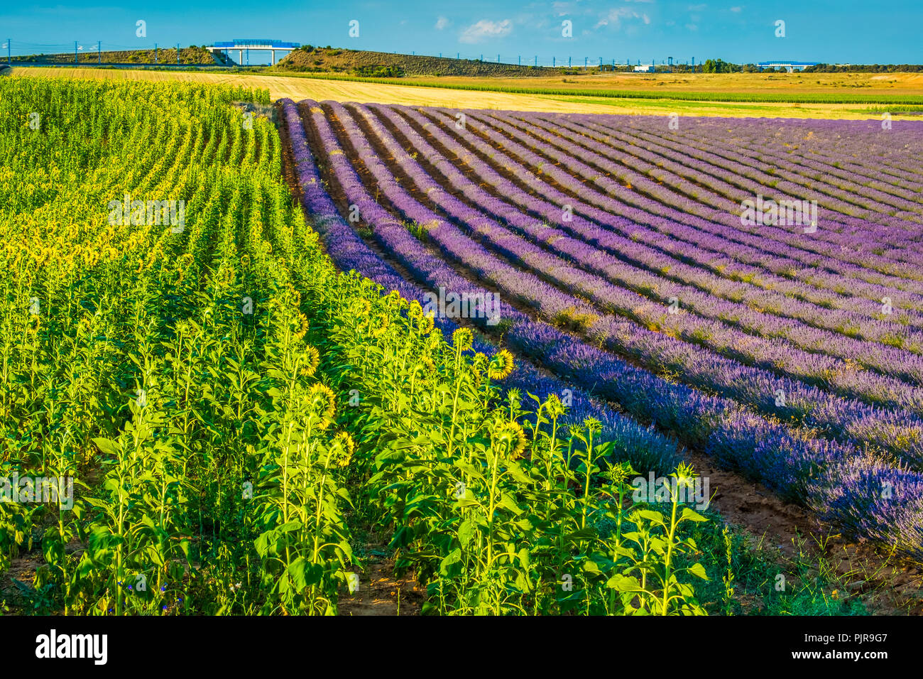 Lavender and sunflower fields. Brihuega, Guadalajara. Castile-La Mancha ...