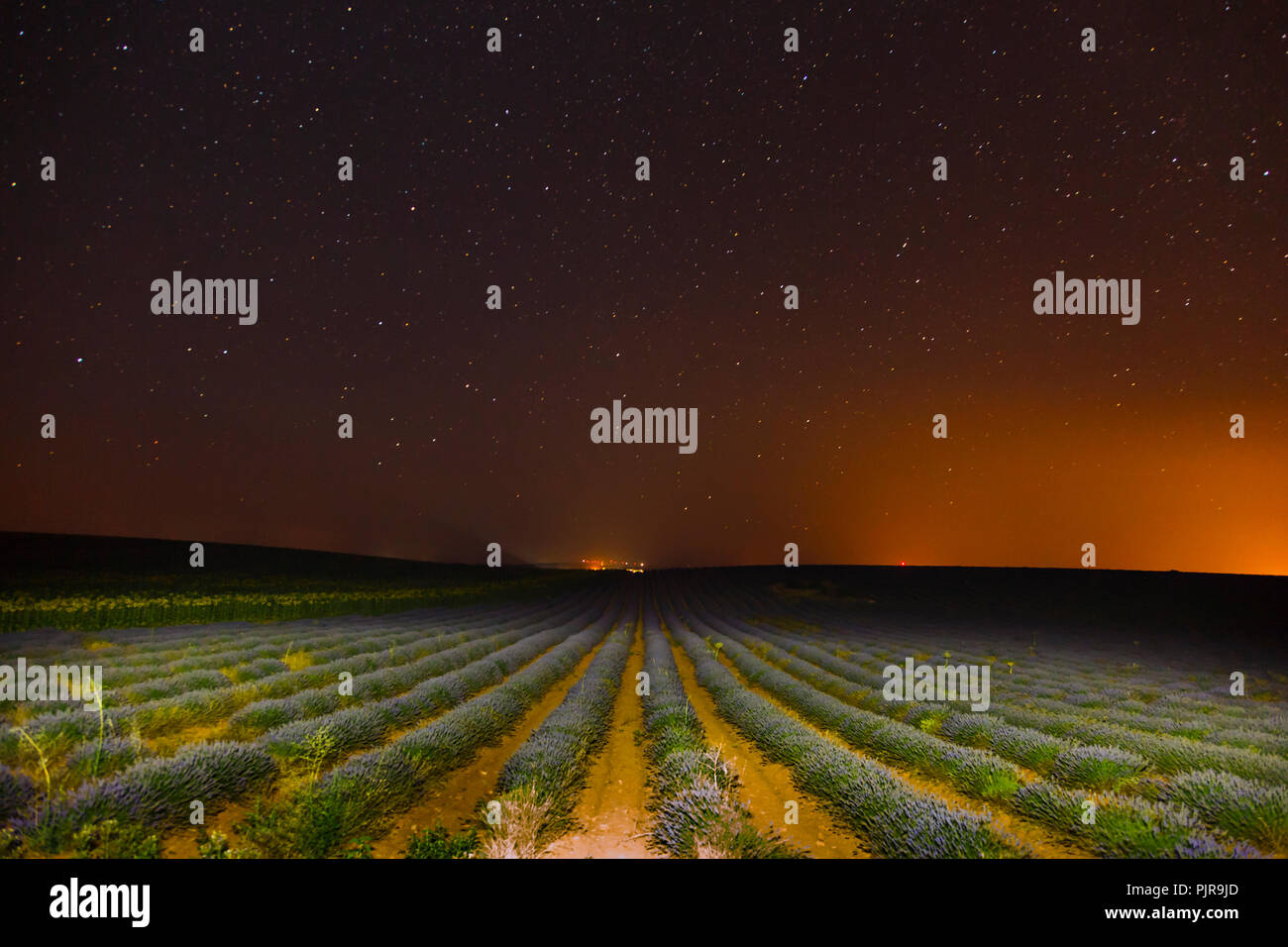 Lavender fields at night Stock Photo - Alamy
