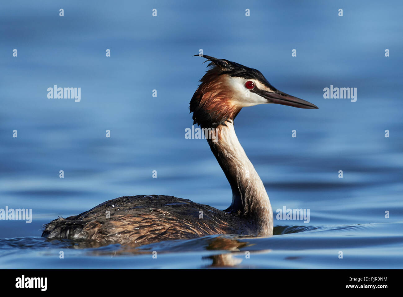 Great crested grebe in its natural habitat in Denmark Stock Photo - Alamy