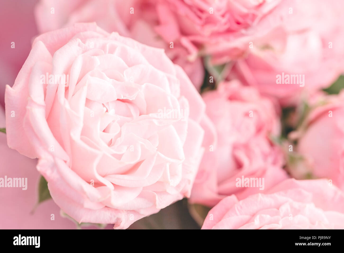 Pink roses macro background. Soft focus. The concept of wedding and ...
