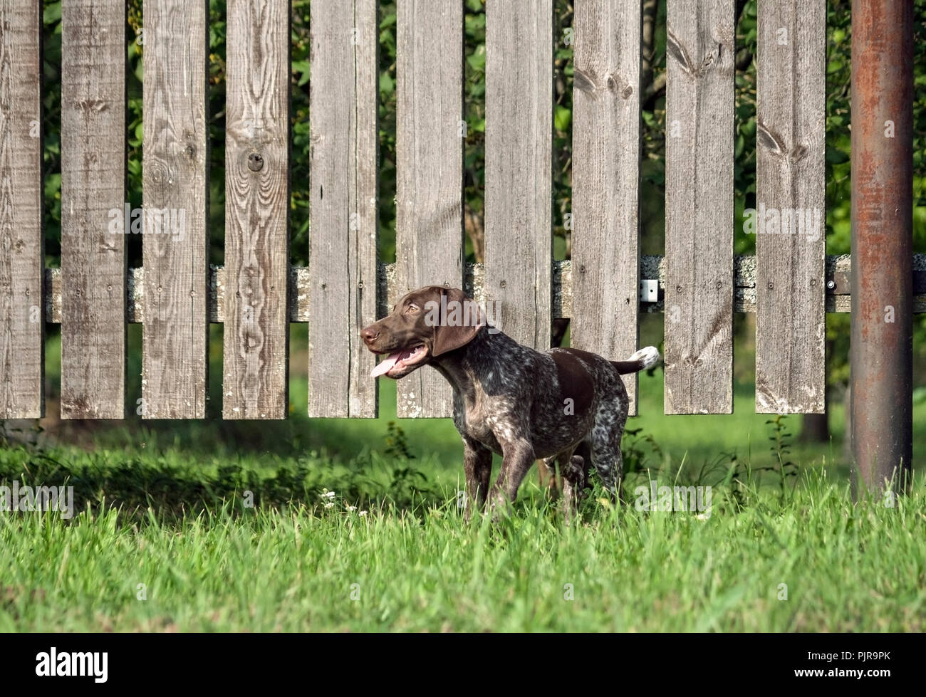 german shorthaired pointer, german kurtshaar one spotted puppy standing ...