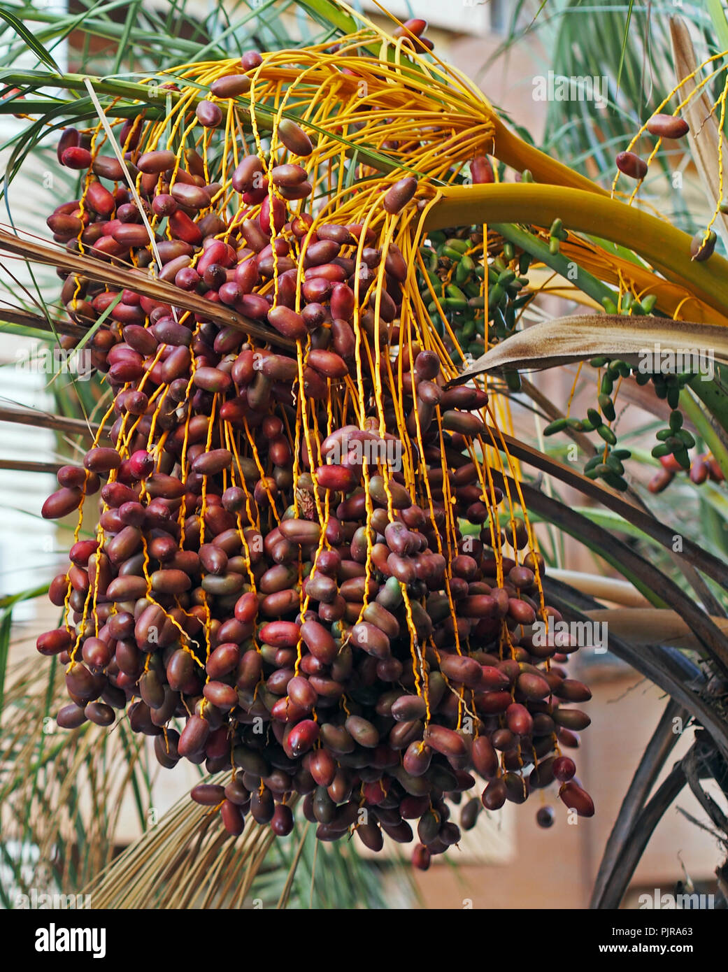 A bunch of dates on date palm Stock Photo - Alamy