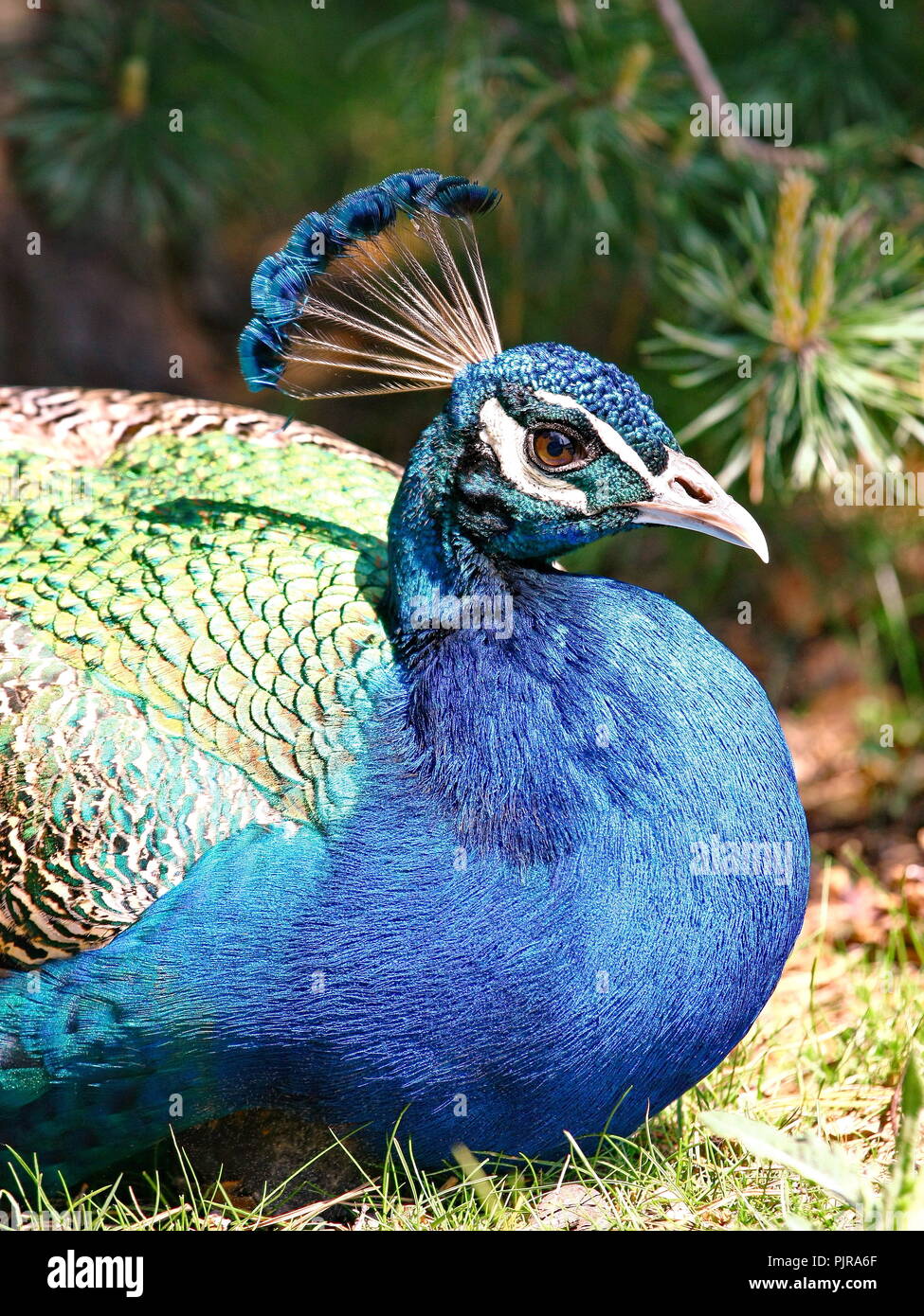 A close up of male peacock and its plumage Stock Photo - Alamy