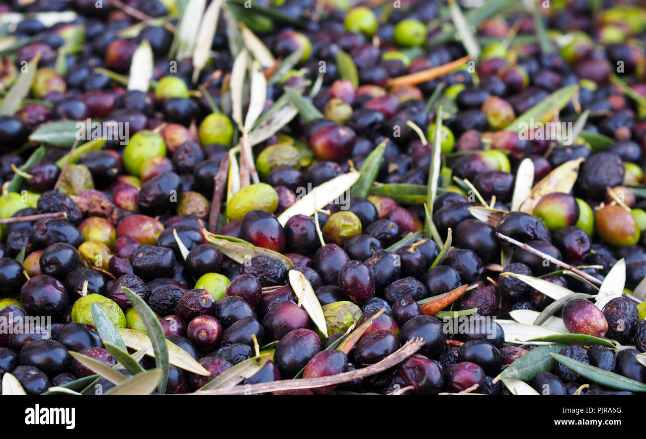 Black Olives Growing On Tree Stock Photos & Black Olives Growing On ...