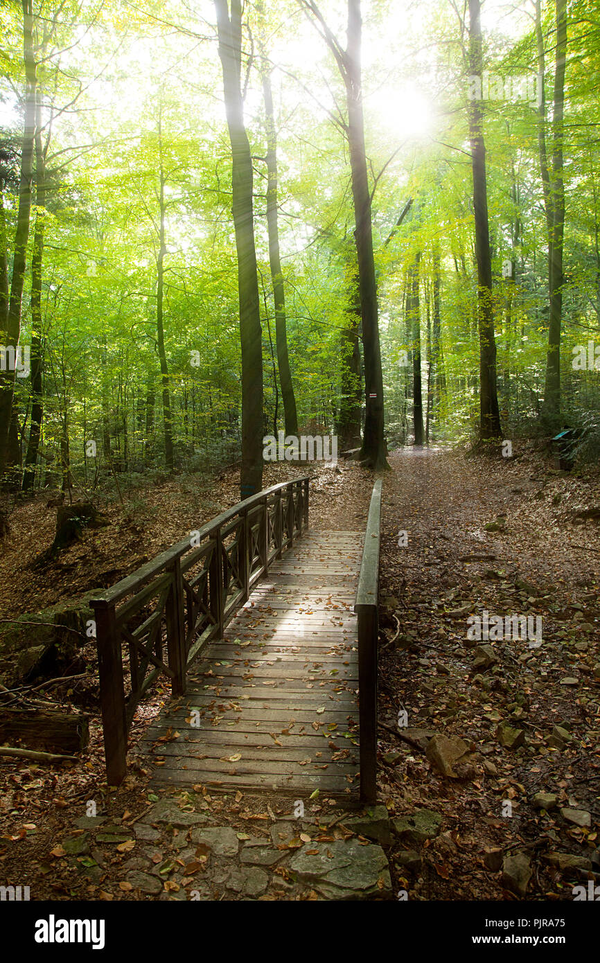 beautiful forest landscape with beams of sun and wooden bridge Stock ...