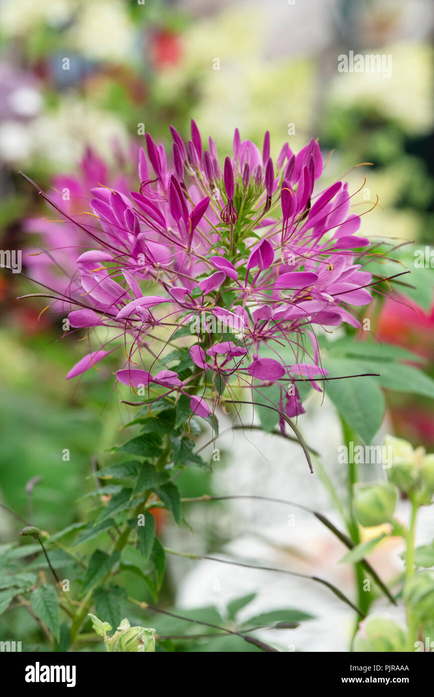 Violet queen hi-res stock photography and images - Alamy