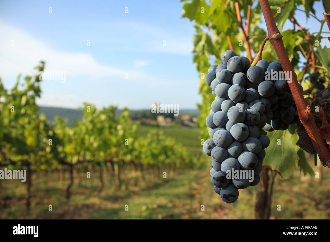 Chianti, September 2018: Harvest in Tuscan vineyard landscape with ...