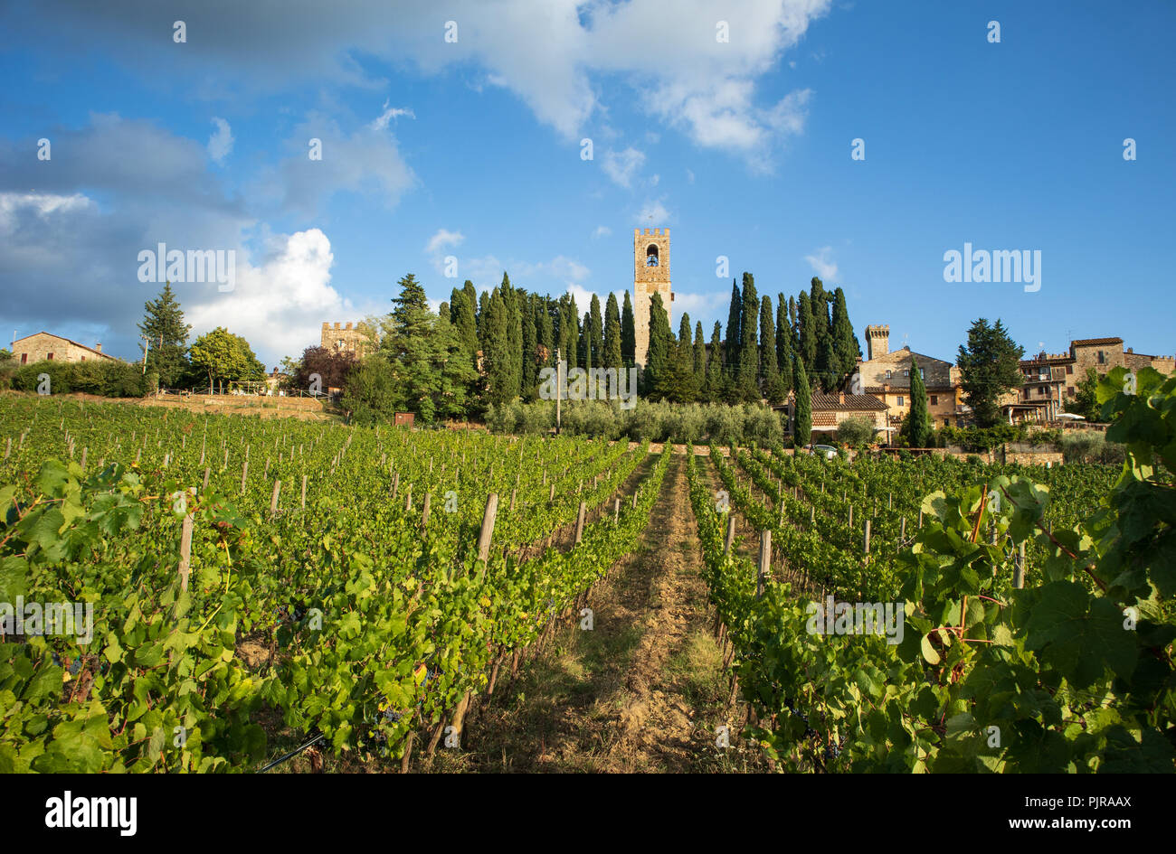 Chianti, September 2018: Tuscan vineyard landscape with characteristic ...