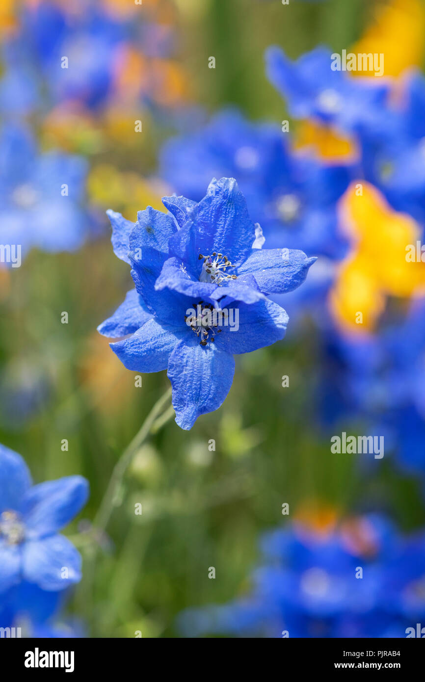 Blue delphinium larkspur flowers hi-res stock photography and images ...