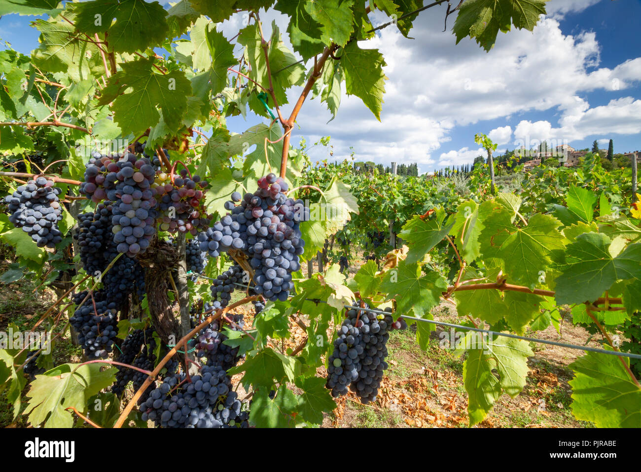 Chianti, September 2018: Harvest in Tuscan vineyard landscape with ...