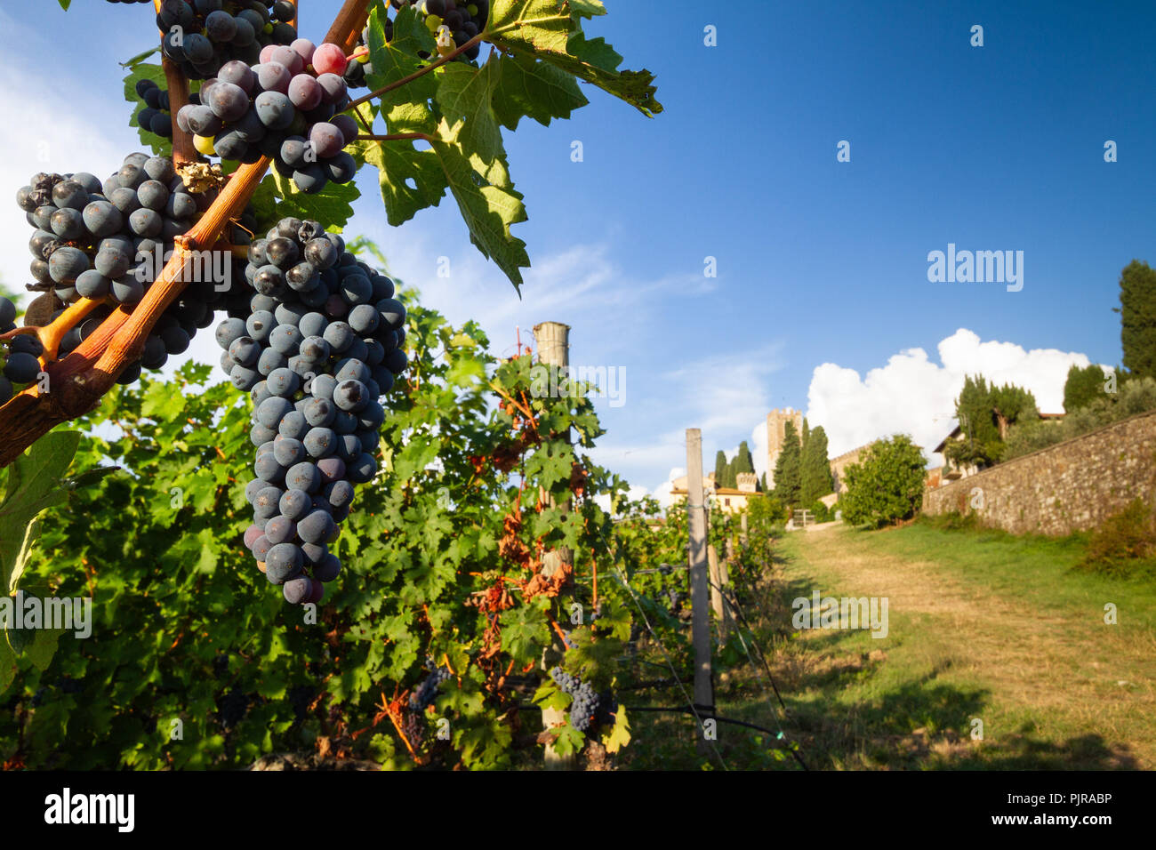 Chianti, September 2018: Harvest in Tuscan vineyard landscape with ...