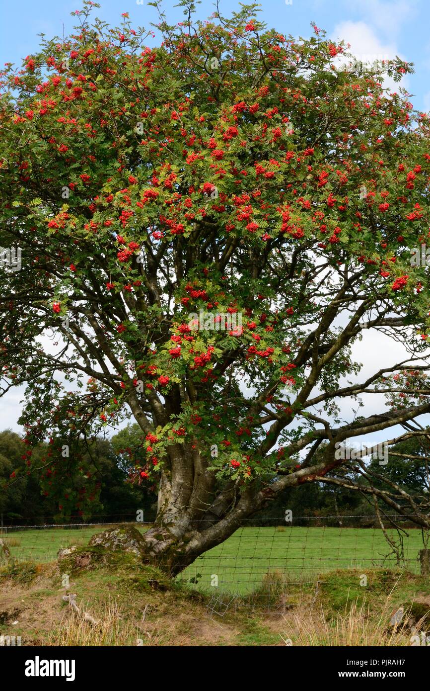 Mountain Ash tree Rowan tree Sorbus aucuparia growing in a hedgerow ...