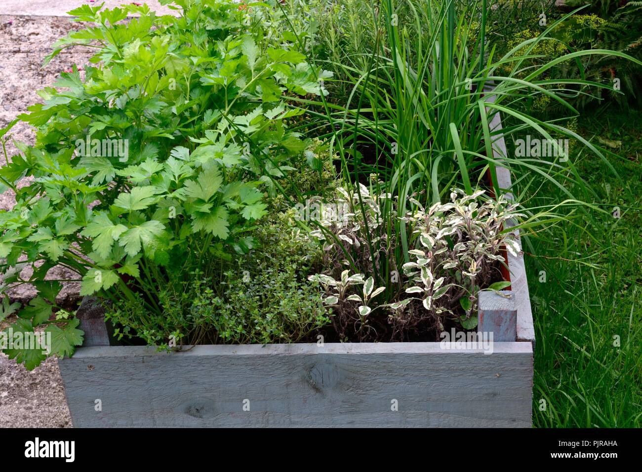 Blue herbs hi-res stock photography and images - Alamy