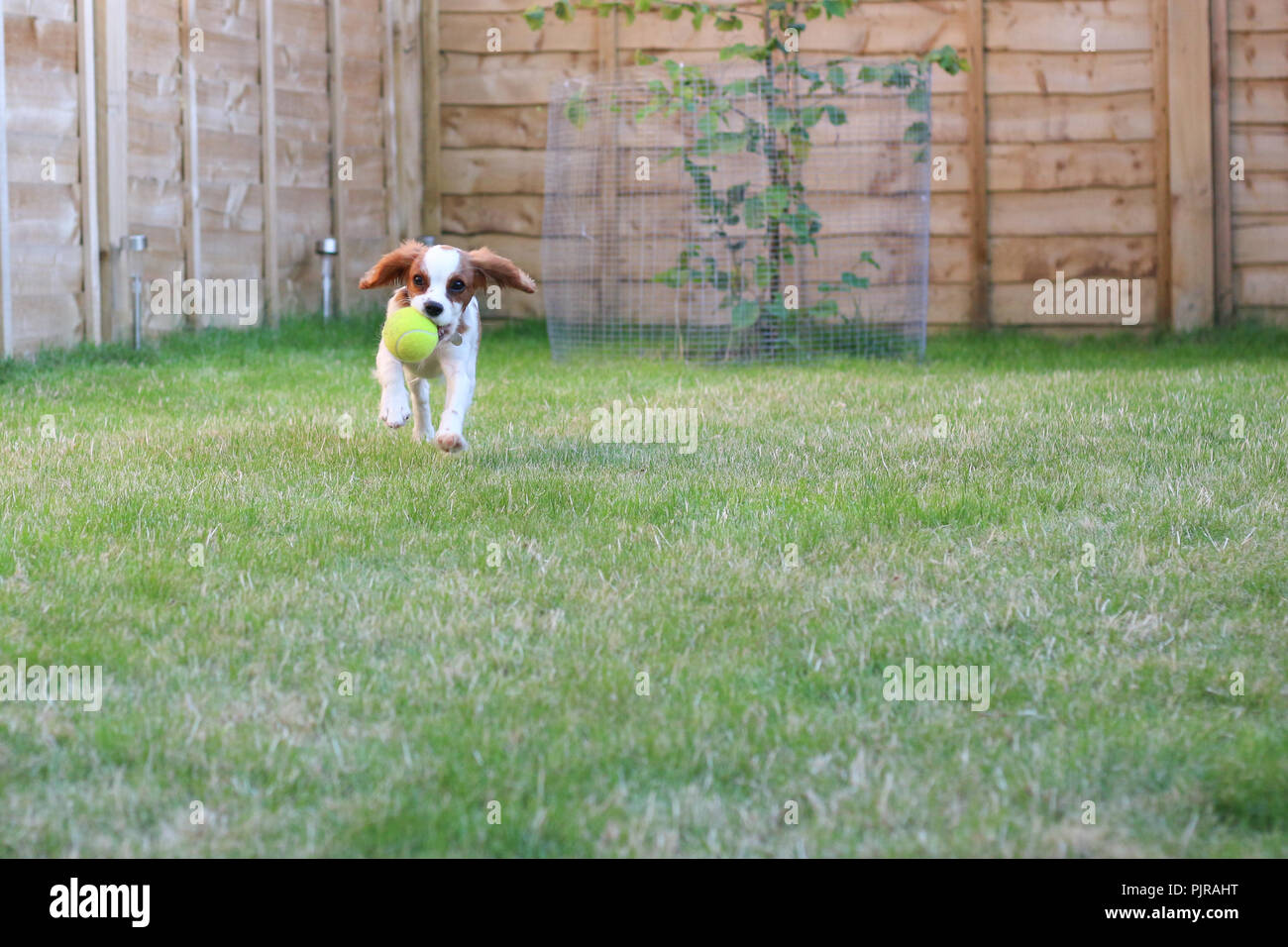 King Charles Cavalier Spaniel running with tennis ball Stock Photo - Alamy