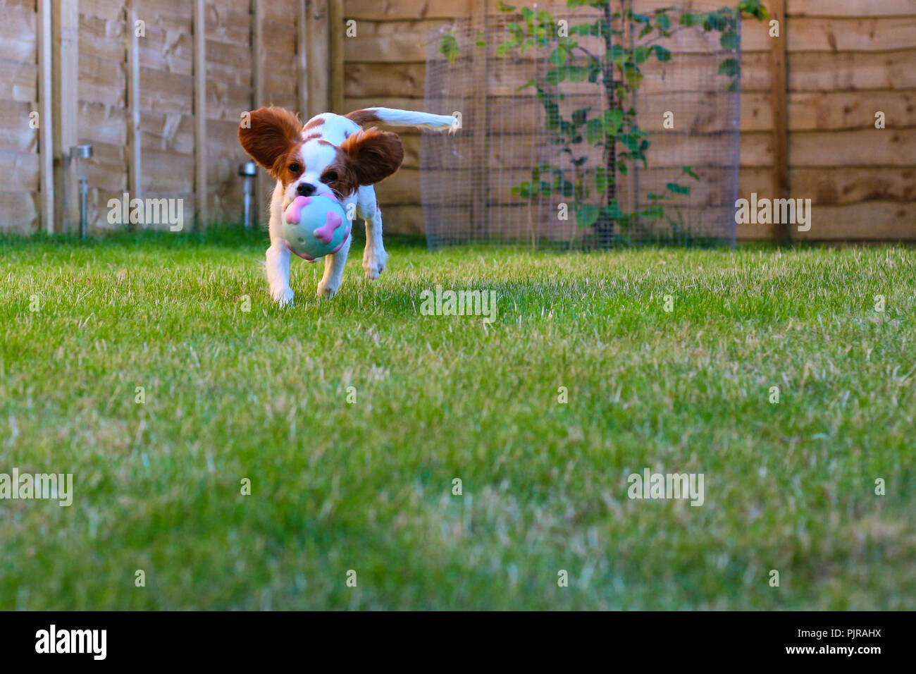 Cavalier King Charles Spaniel playing with ball Stock Photo - Alamy