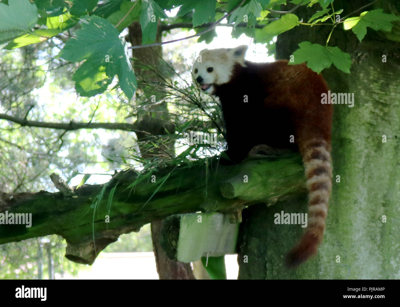 Red panda at Fota, Cork Stock Photo - Alamy