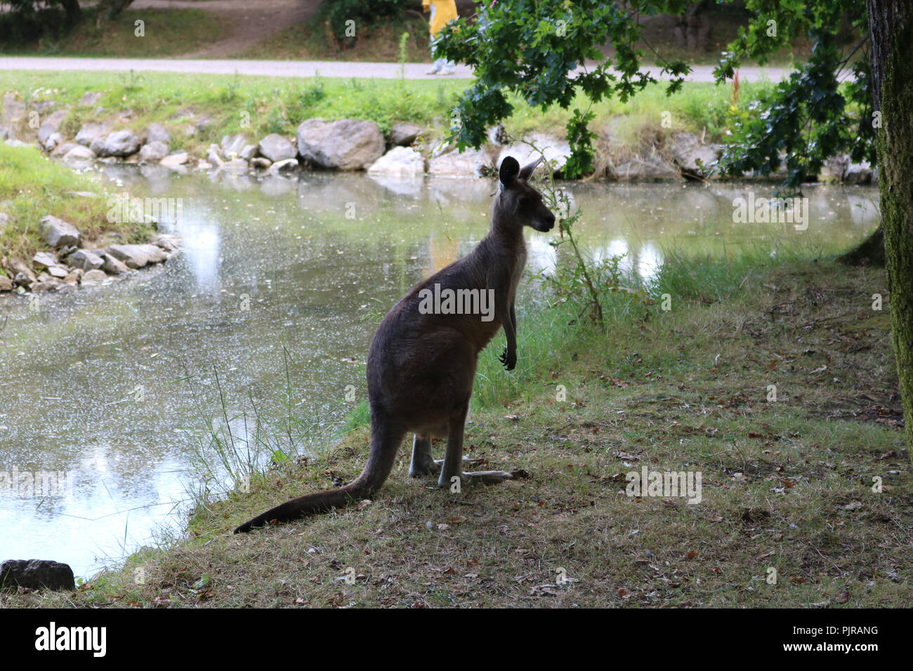 Wallaby ireland hi-res stock photography and images - Alamy