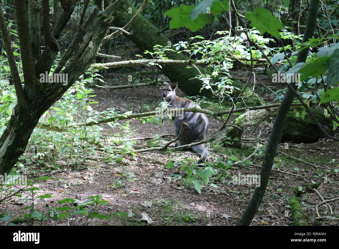 Wallaby ireland hi-res stock photography and images - Alamy