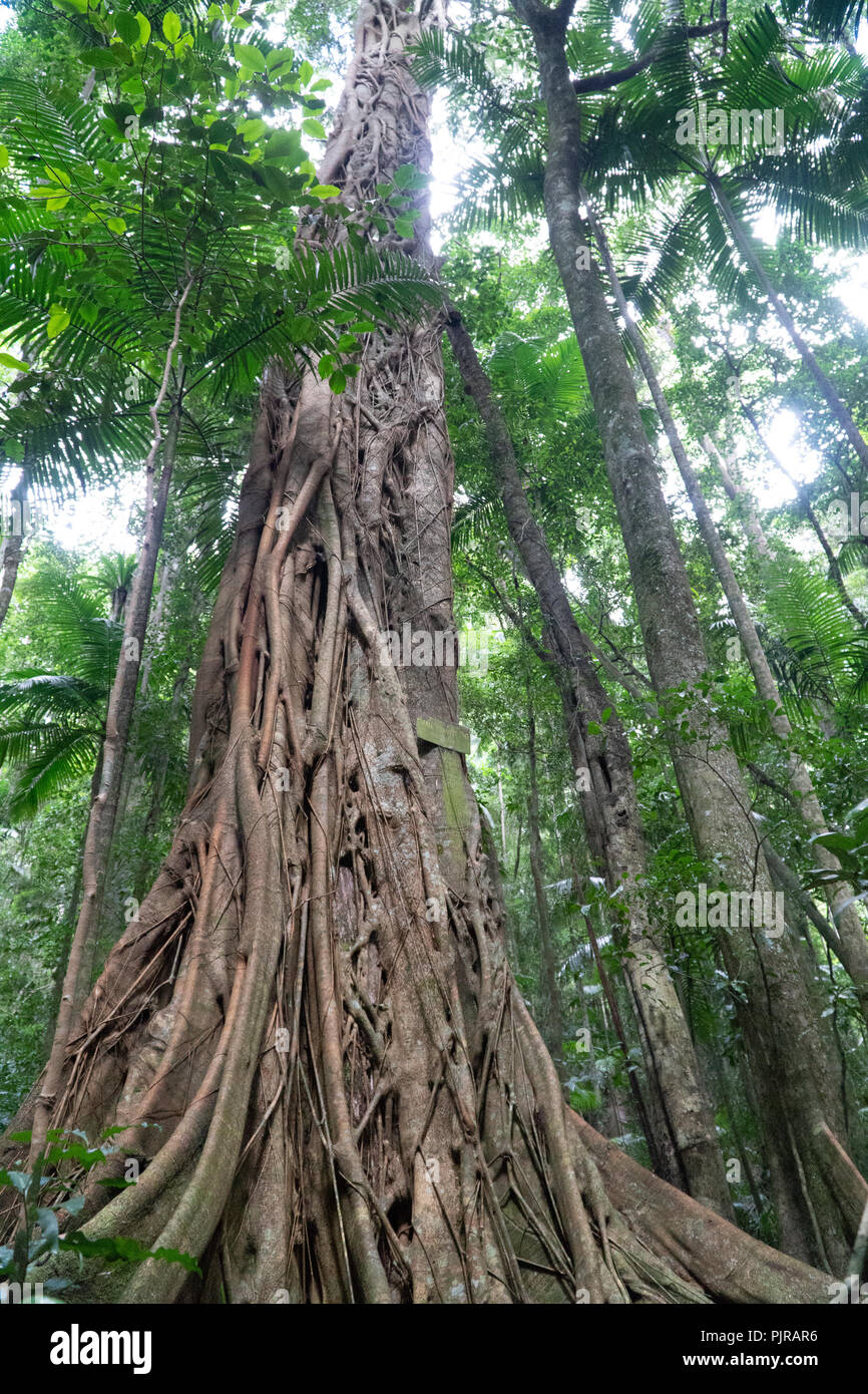 Big overgrown tree in the jungle of Australia Stock Photo - Alamy