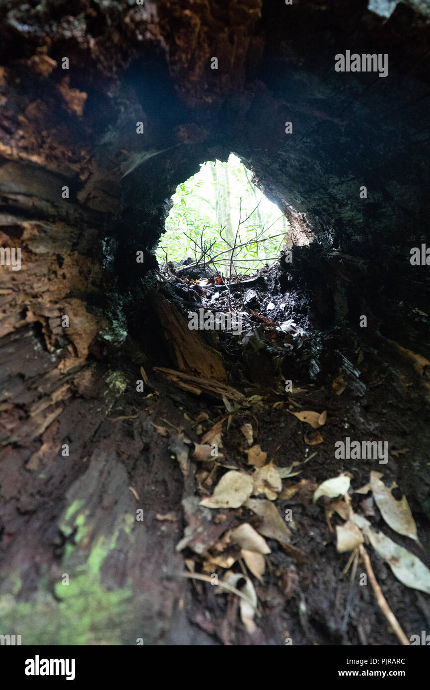 A hollowed out tree stump in the rainforest of Australia Stock Photo ...