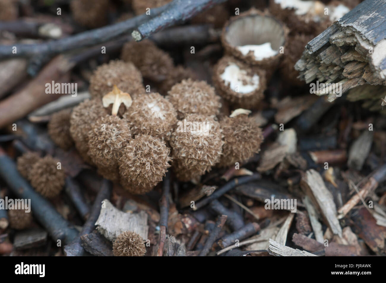 Saprobic fungi hi-res stock photography and images - Alamy