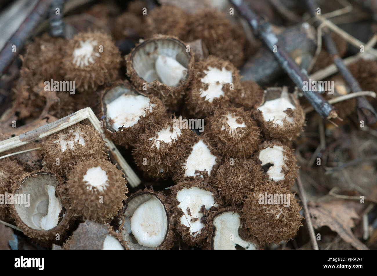 Cyathus striatus hi-res stock photography and images - Alamy