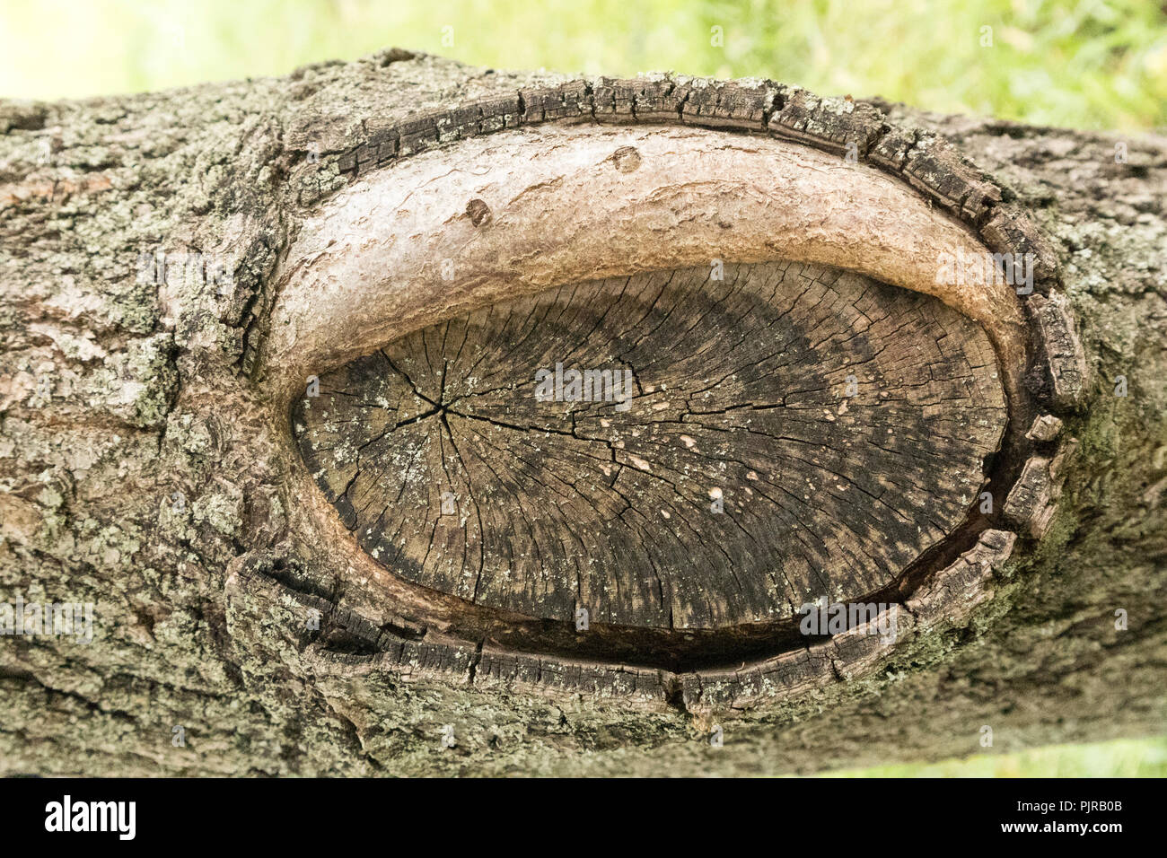 Tree sore hi-res stock photography and images - Alamy