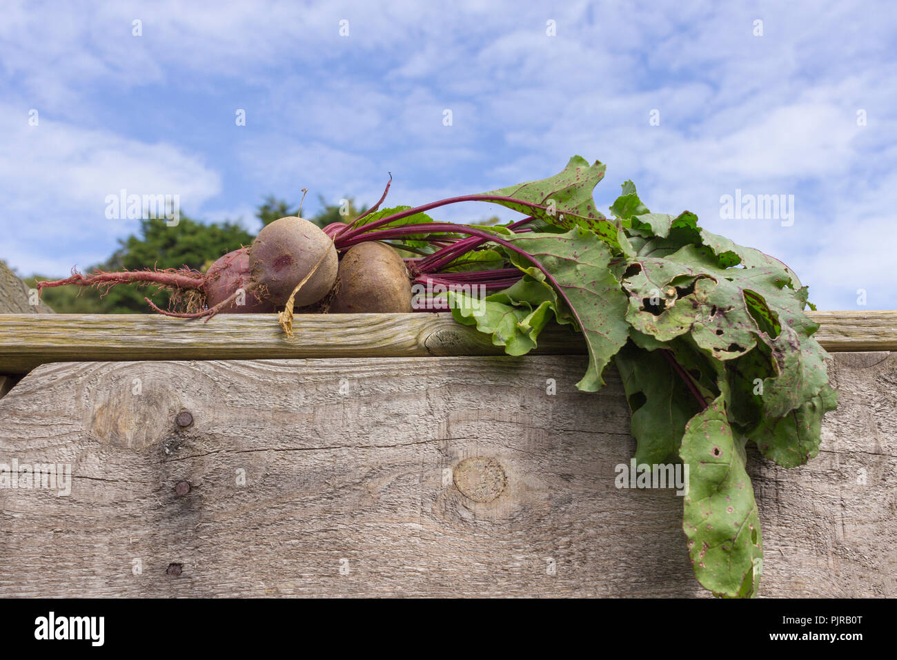 Home grown beetroot hi-res stock photography and images - Alamy