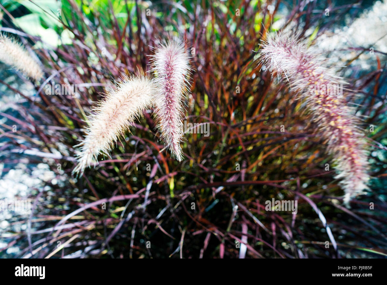 A close up view of grass and plants for backgrounds or wallpaper Stock ...