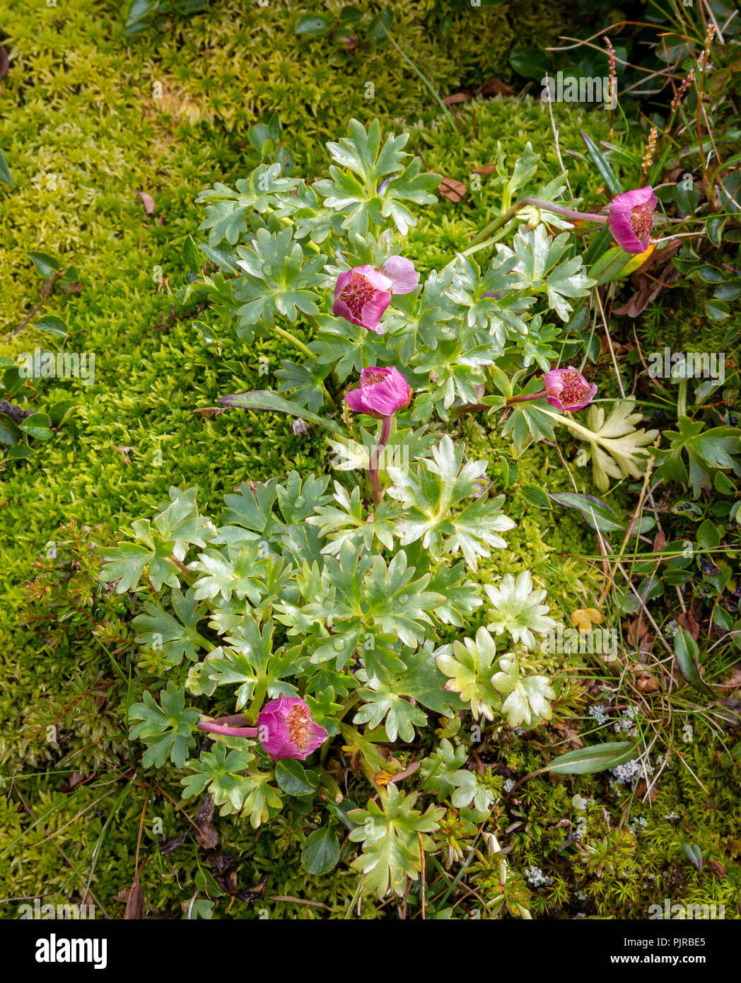 Deep pink Glacier Crowfoot Ranunculus glacialis growing at 1500m on ...