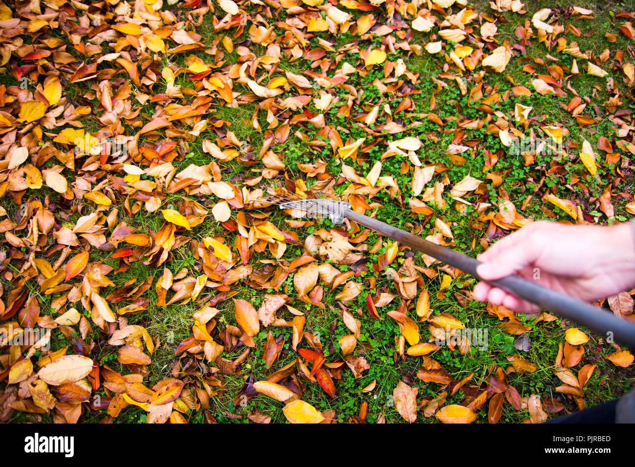 Man collecting fallen autumn leaves in the yard first person view Stock ...