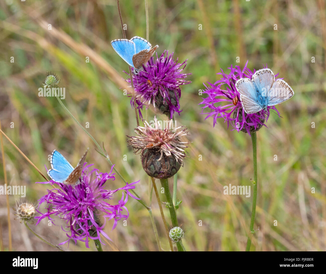 Two adonis blue butterfly males and a chalkhill blue male at a ...