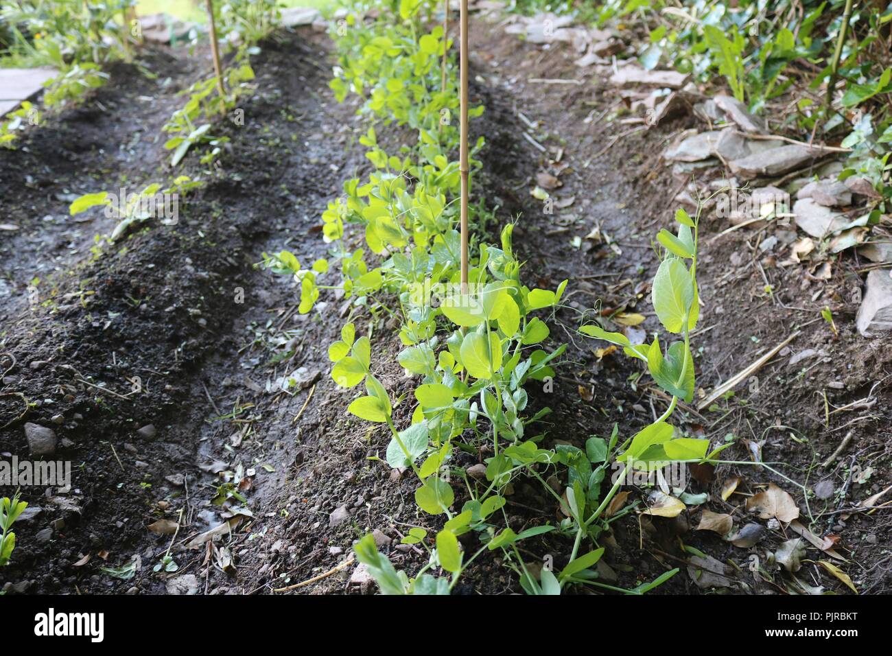 Cane shoots hi-res stock photography and images - Alamy
