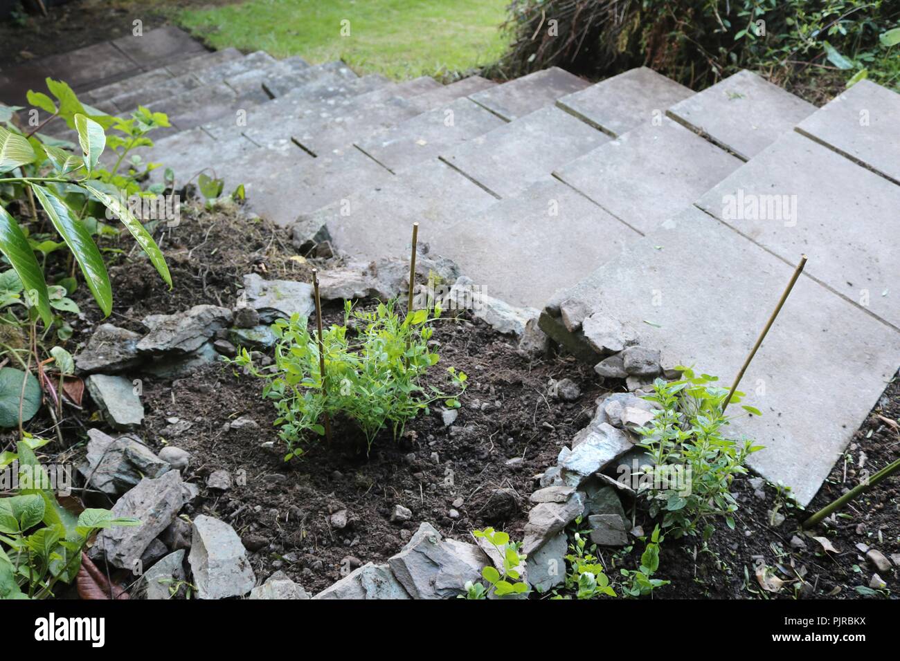 Garden plot near stone stairs Stock Photo - Alamy