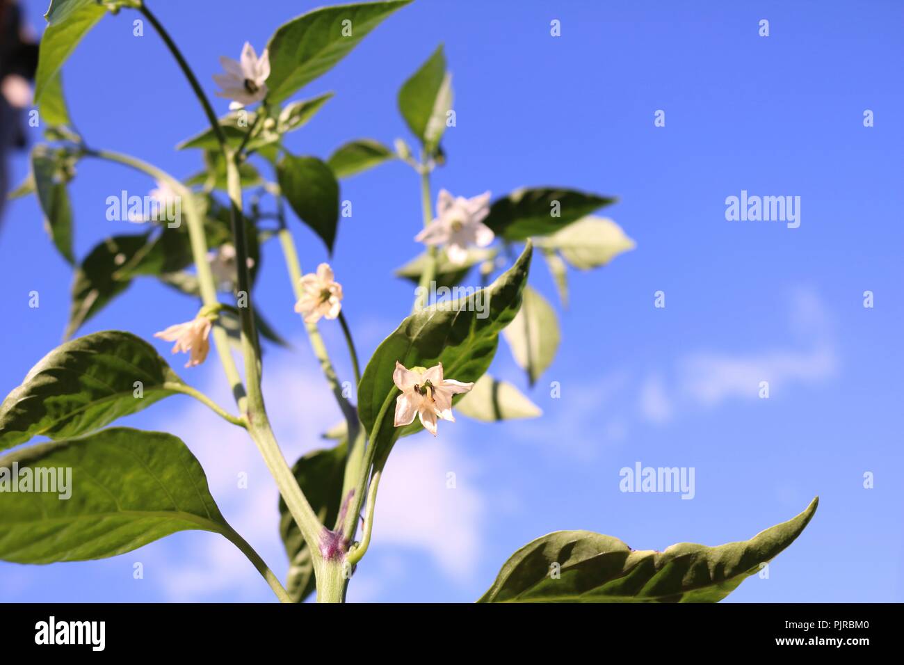 Flowering chili plant Stock Photo - Alamy