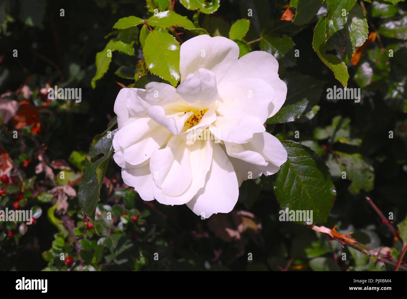 White garden rose in bloom Stock Photo - Alamy
