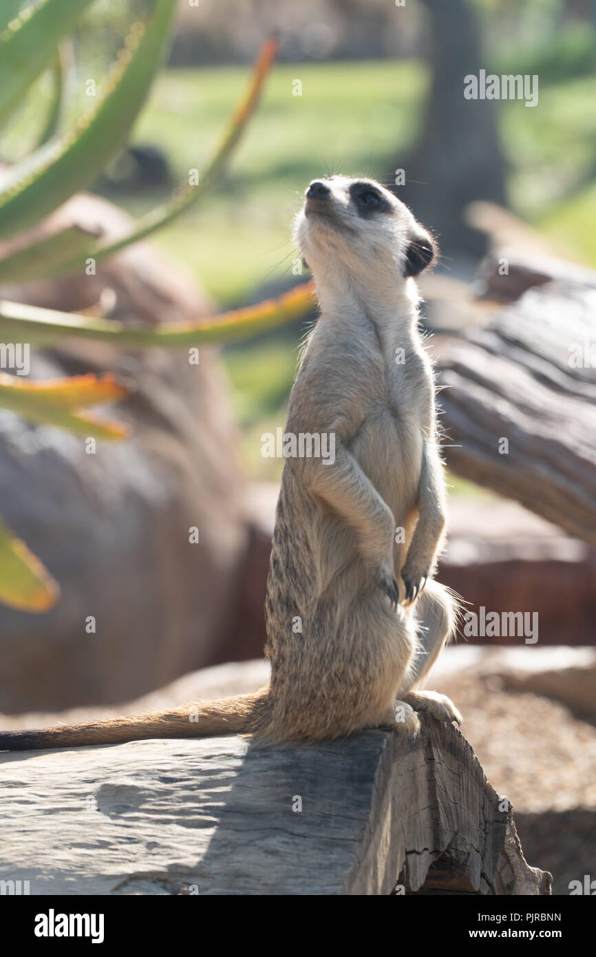 Observant animal High Resolution Stock Photography and Images - Alamy