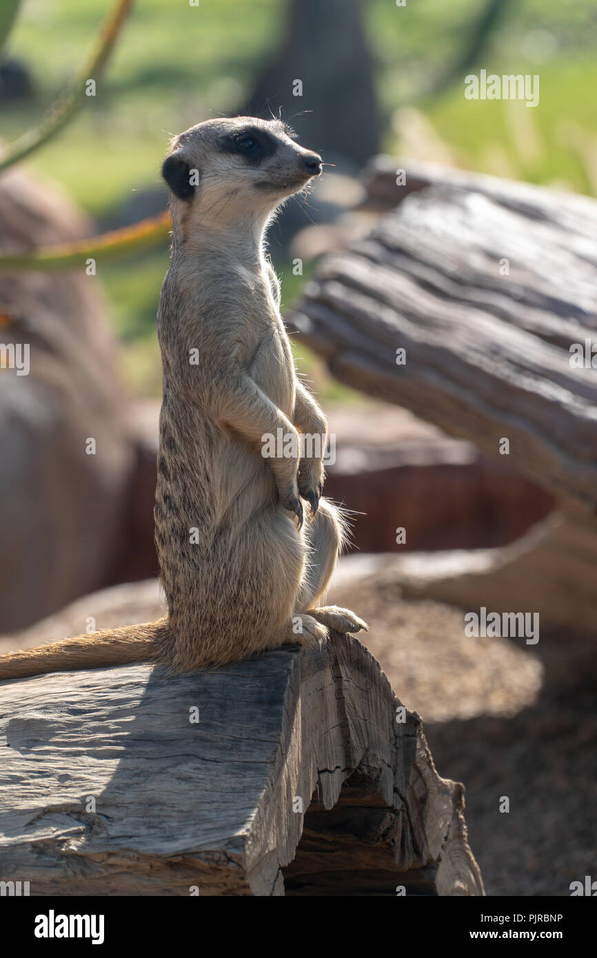 Observant animal hi-res stock photography and images - Alamy