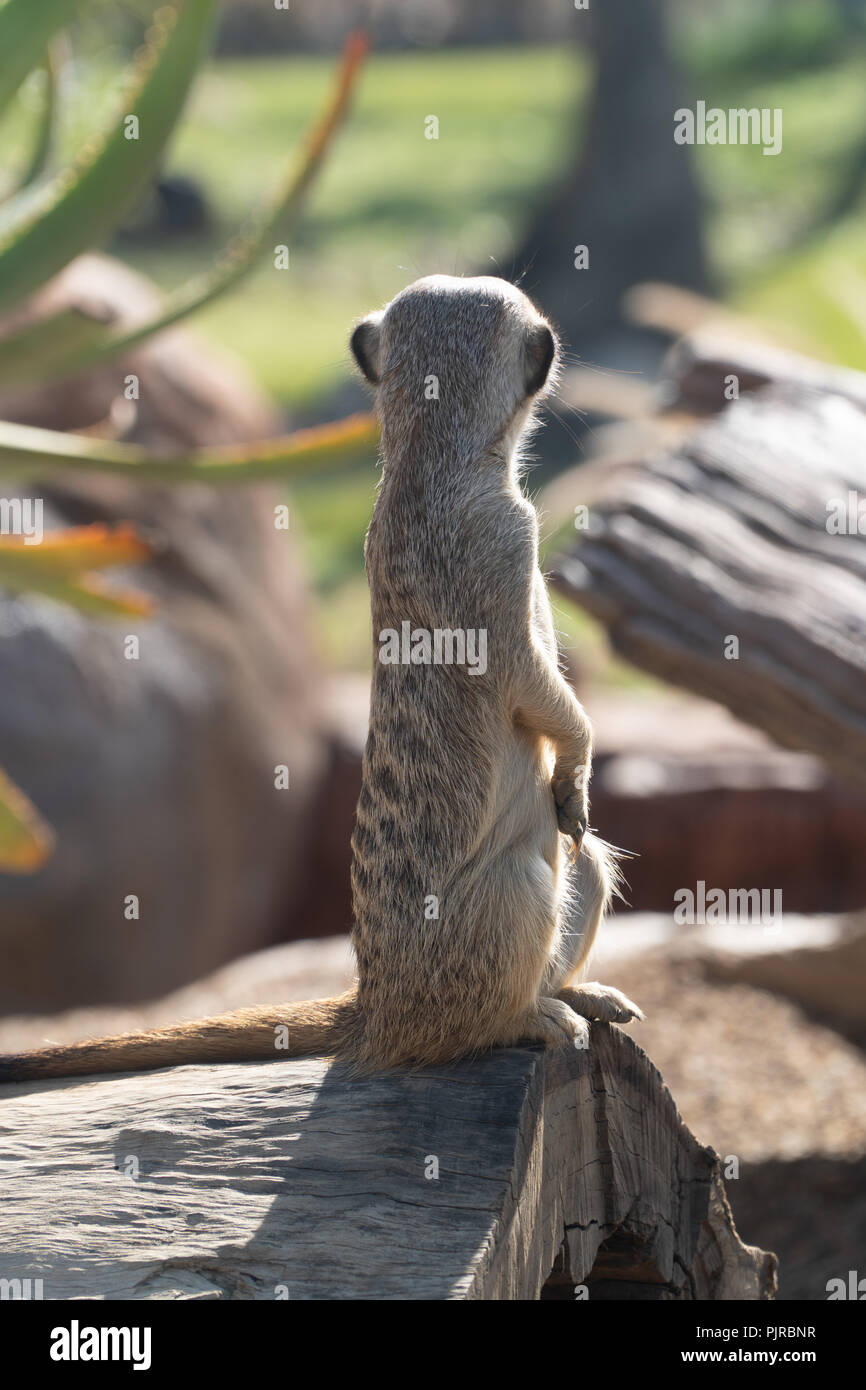 Observant animal High Resolution Stock Photography and Images - Alamy