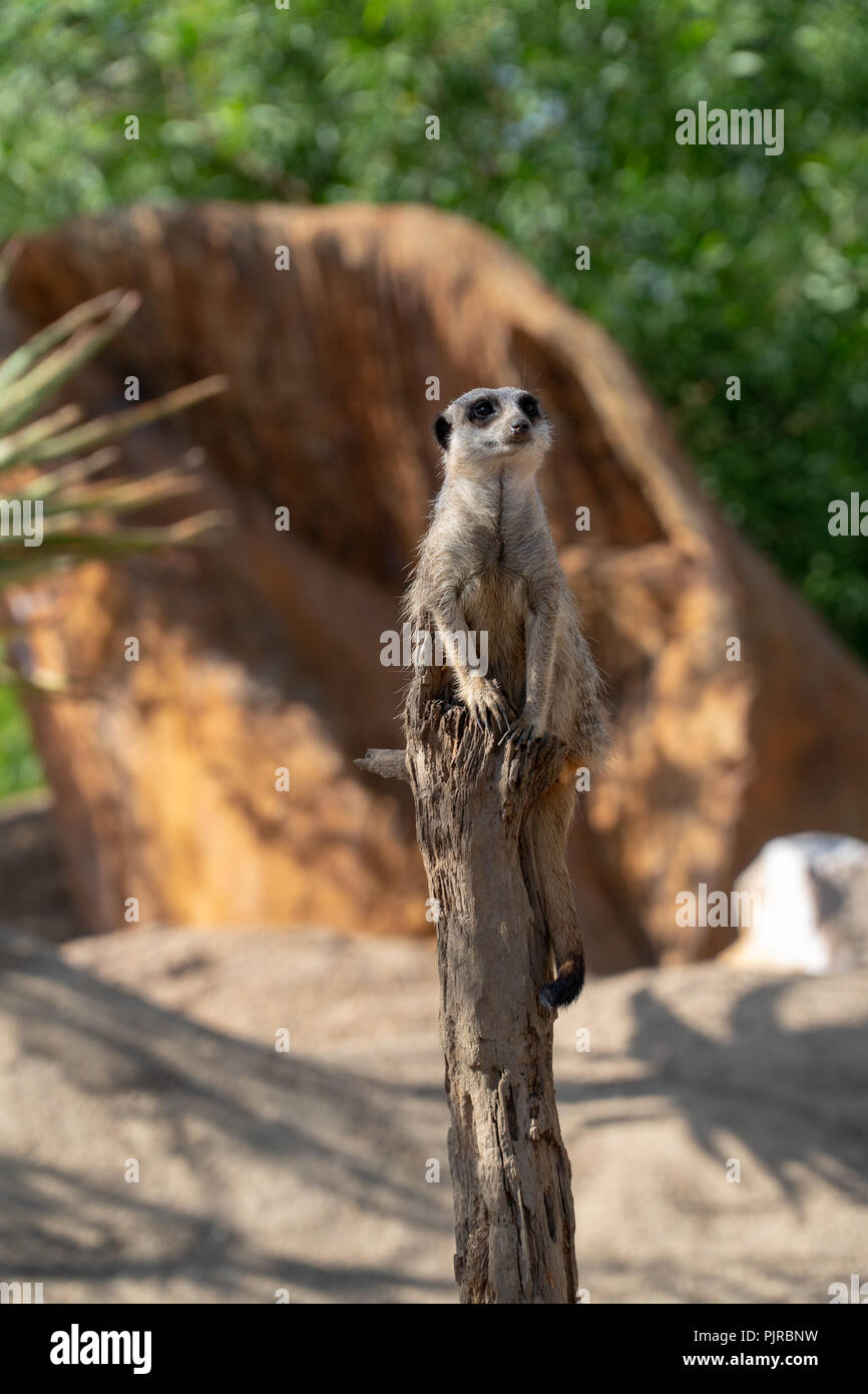Meerkat sitting down hi-res stock photography and images - Alamy