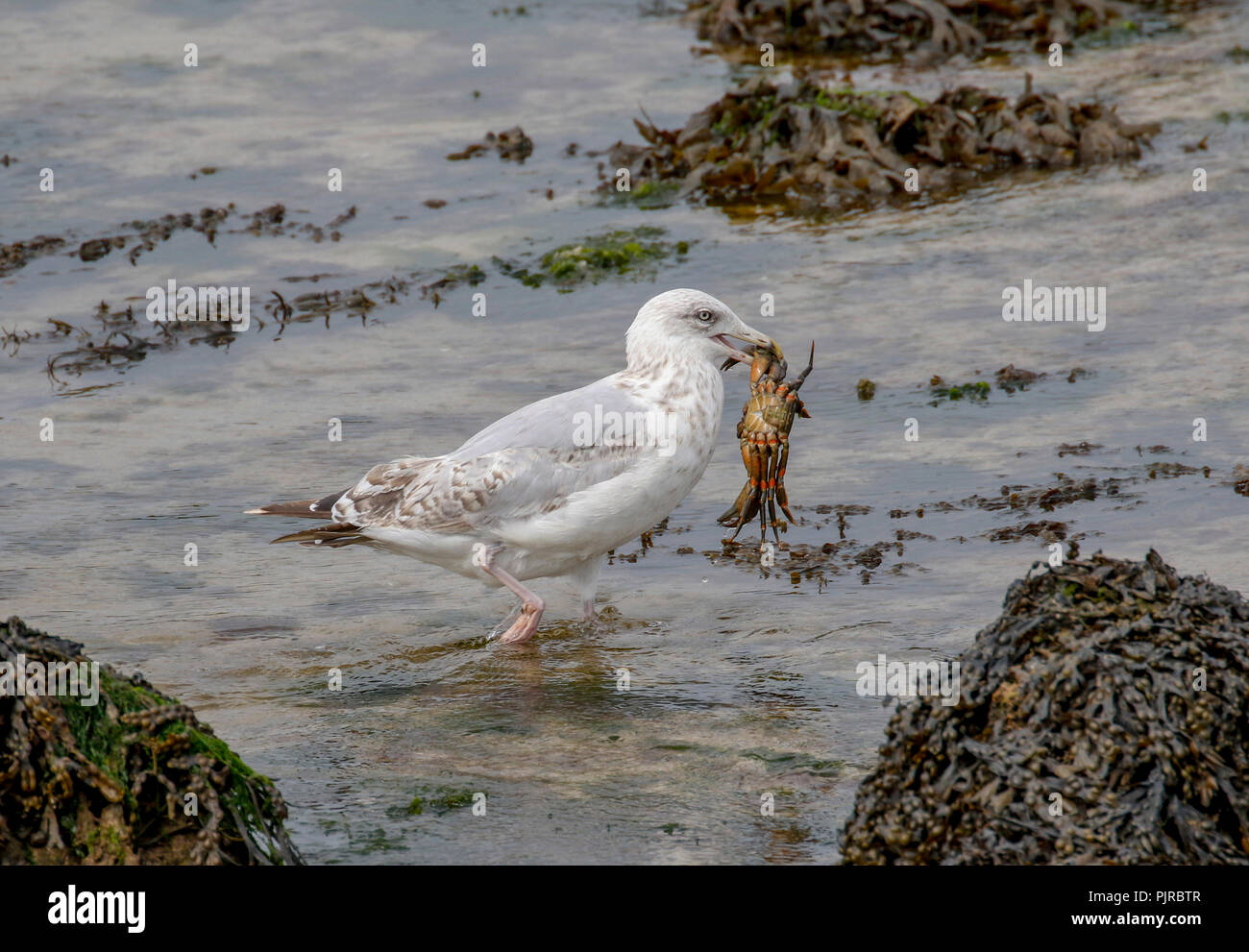 Grey seabird hi-res stock photography and images - Alamy