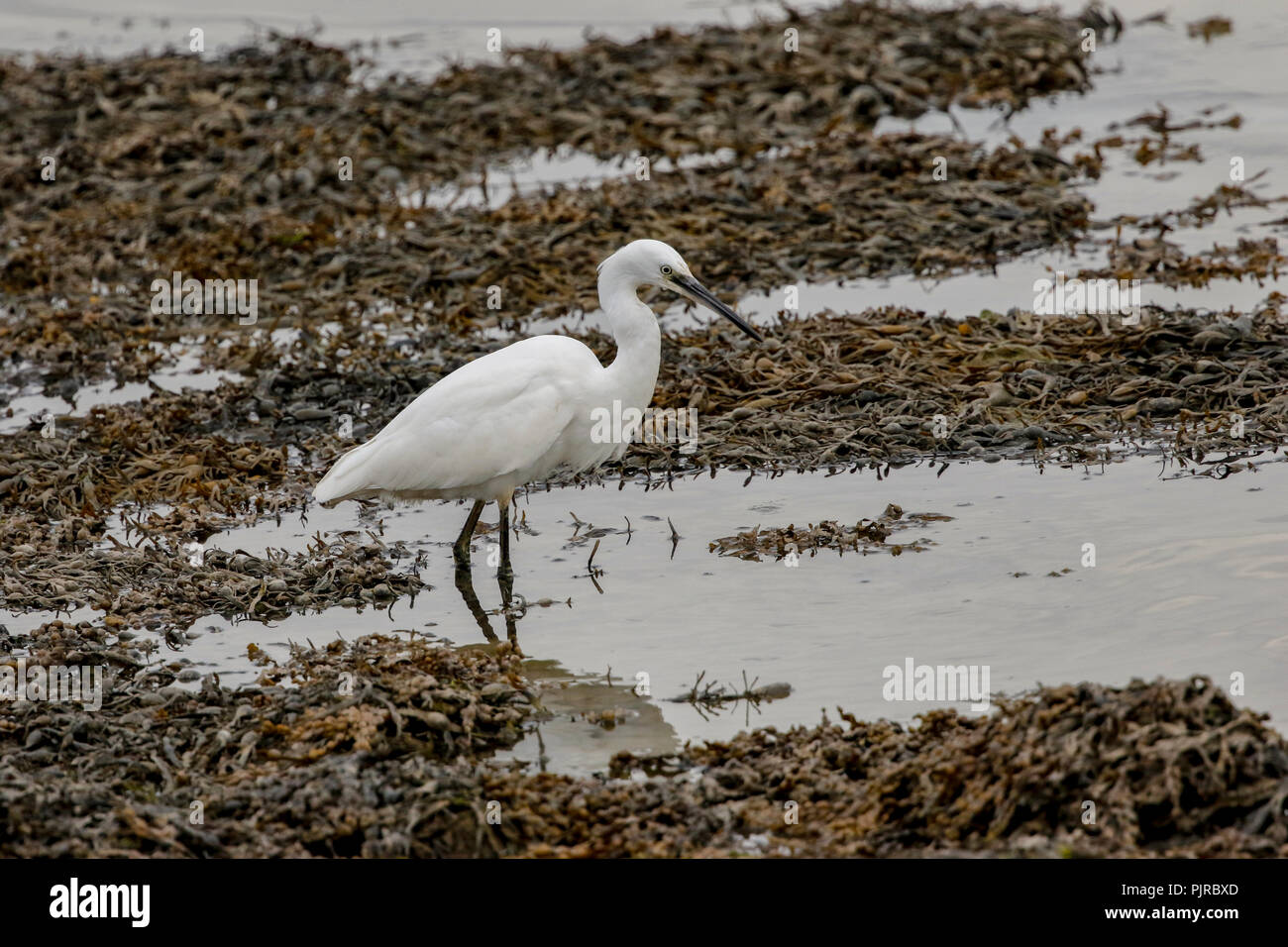 Egret colony uk hi-res stock photography and images - Alamy