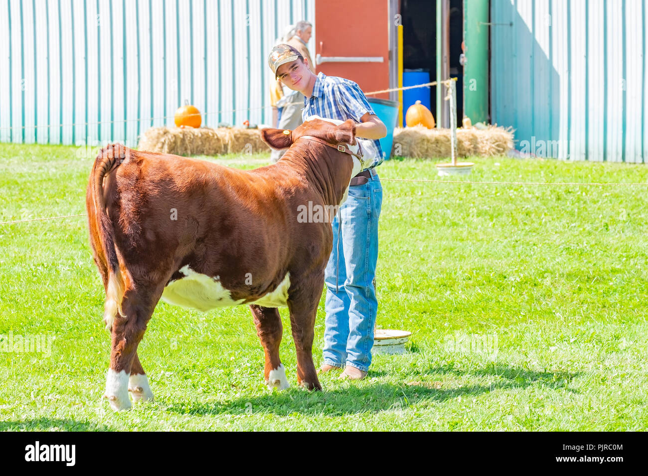 Junior farmer shows his prized hereford calf at a local fall fair Stock ...