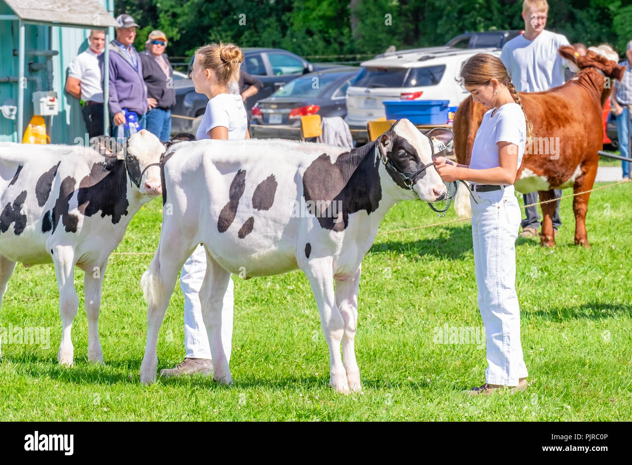 Young people show their prized calves at a cattle competition during a ...