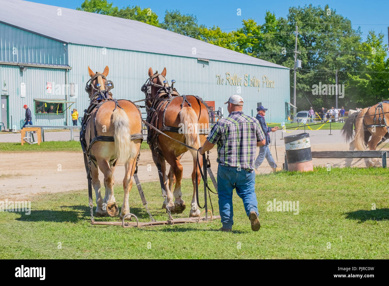 Teamsters leading their teams of draft horses to the weight pulling ...