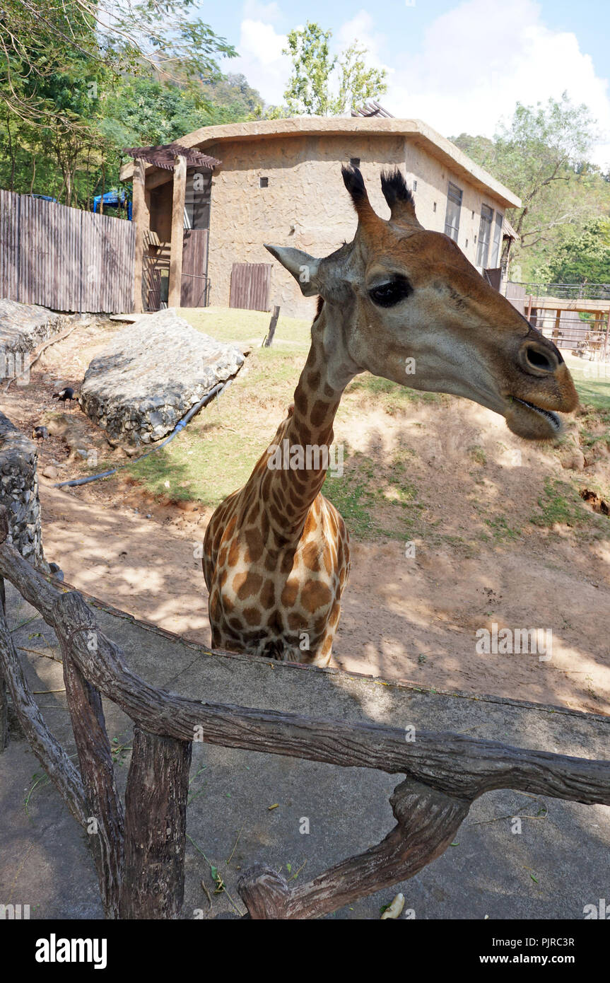 Giraffe portrait behind of fence in the zoo Stock Photo - Alamy