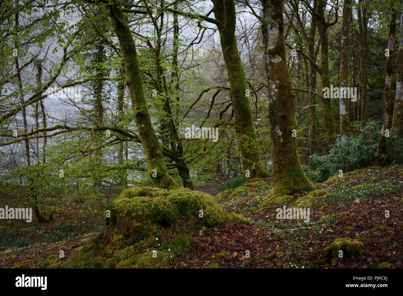Mystical forrest hi-res stock photography and images - Alamy