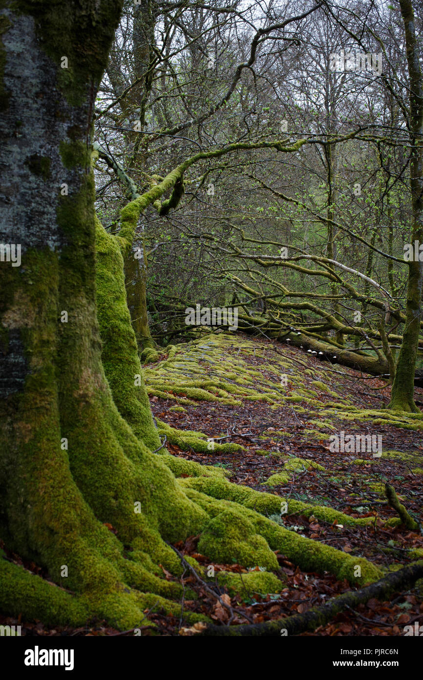 Mystical forrest hi-res stock photography and images - Alamy