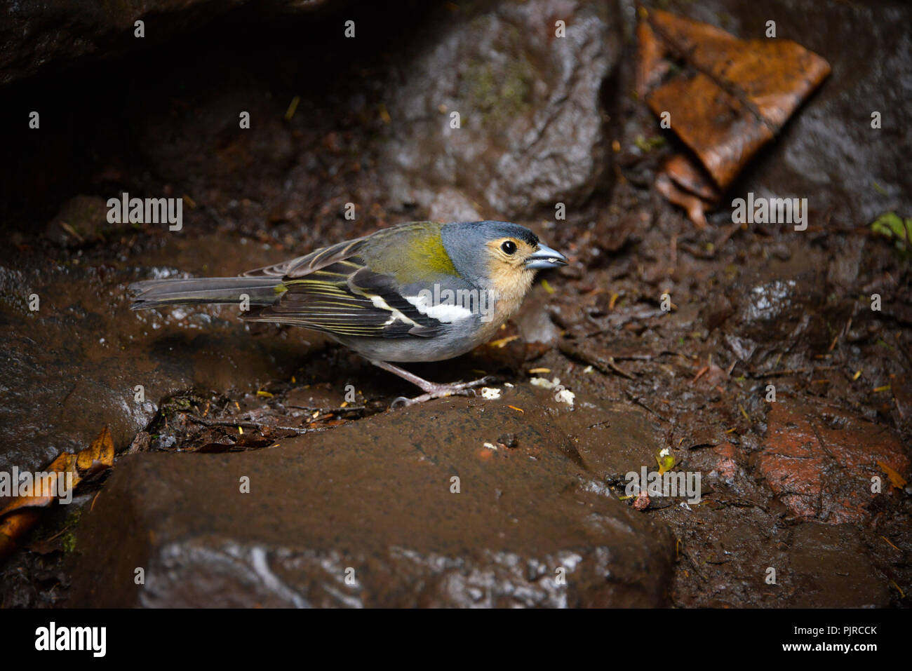 Finch, Rabacal valley, Zentralgebirge, Madeira, Portugal, Fink, Rabacal ...